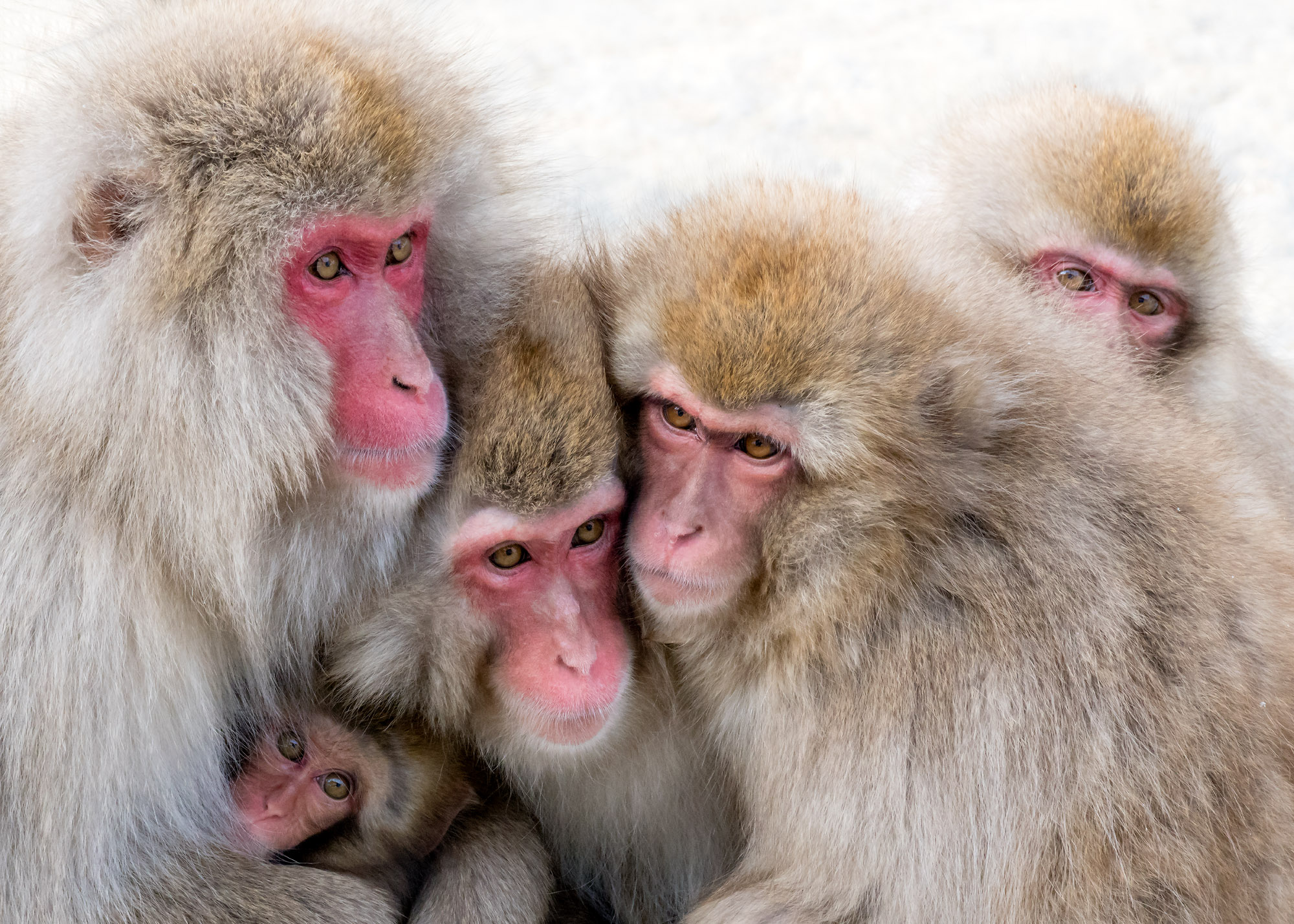 Contest Winner: “Animal” – GreyLearning Blog